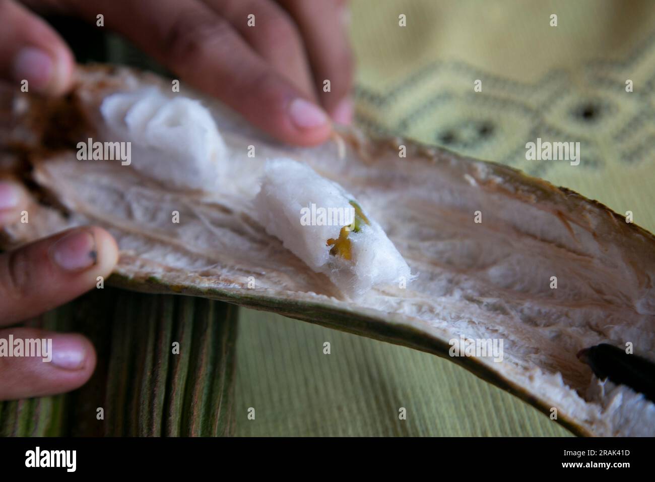 Guama Fruit. Its fruit comes in a generally thick pod, inside are its ...
