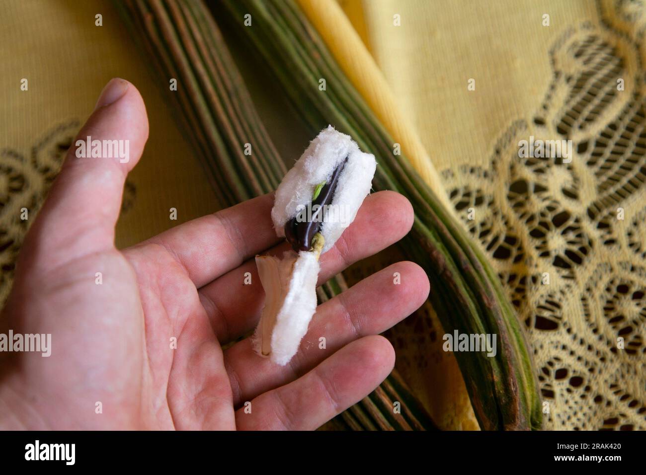 Guama Fruit. Its fruit comes in a generally thick pod, inside are its ...