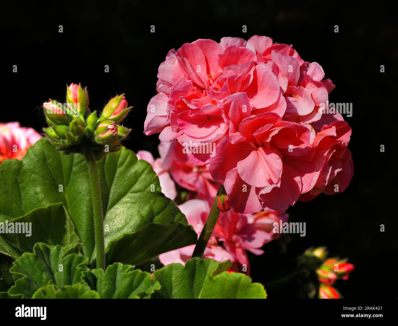 Closeup of red geranium flower in a french garden in the black ...