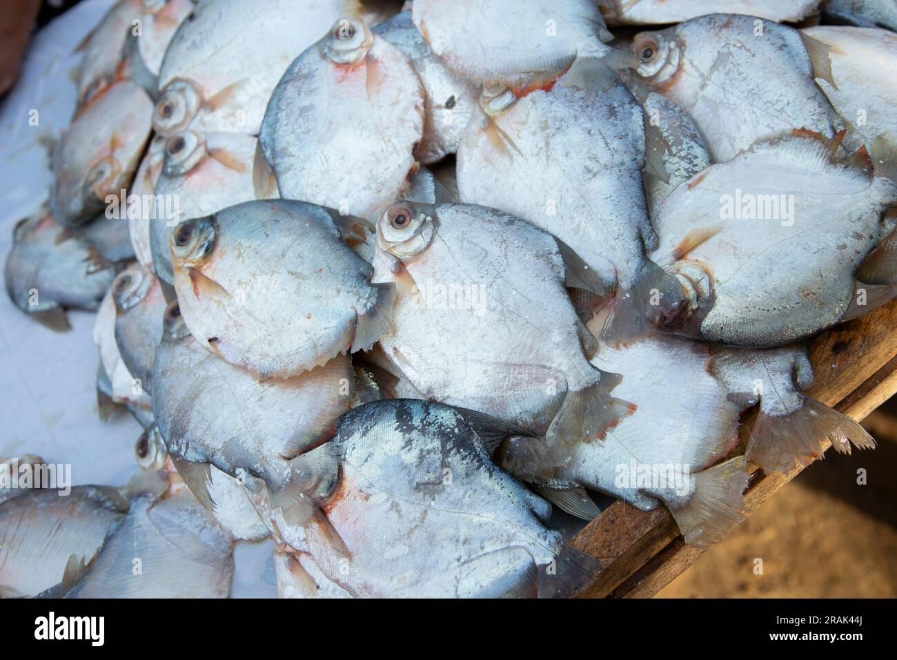 Fish market in fishing town hi-res stock photography and images - Alamy