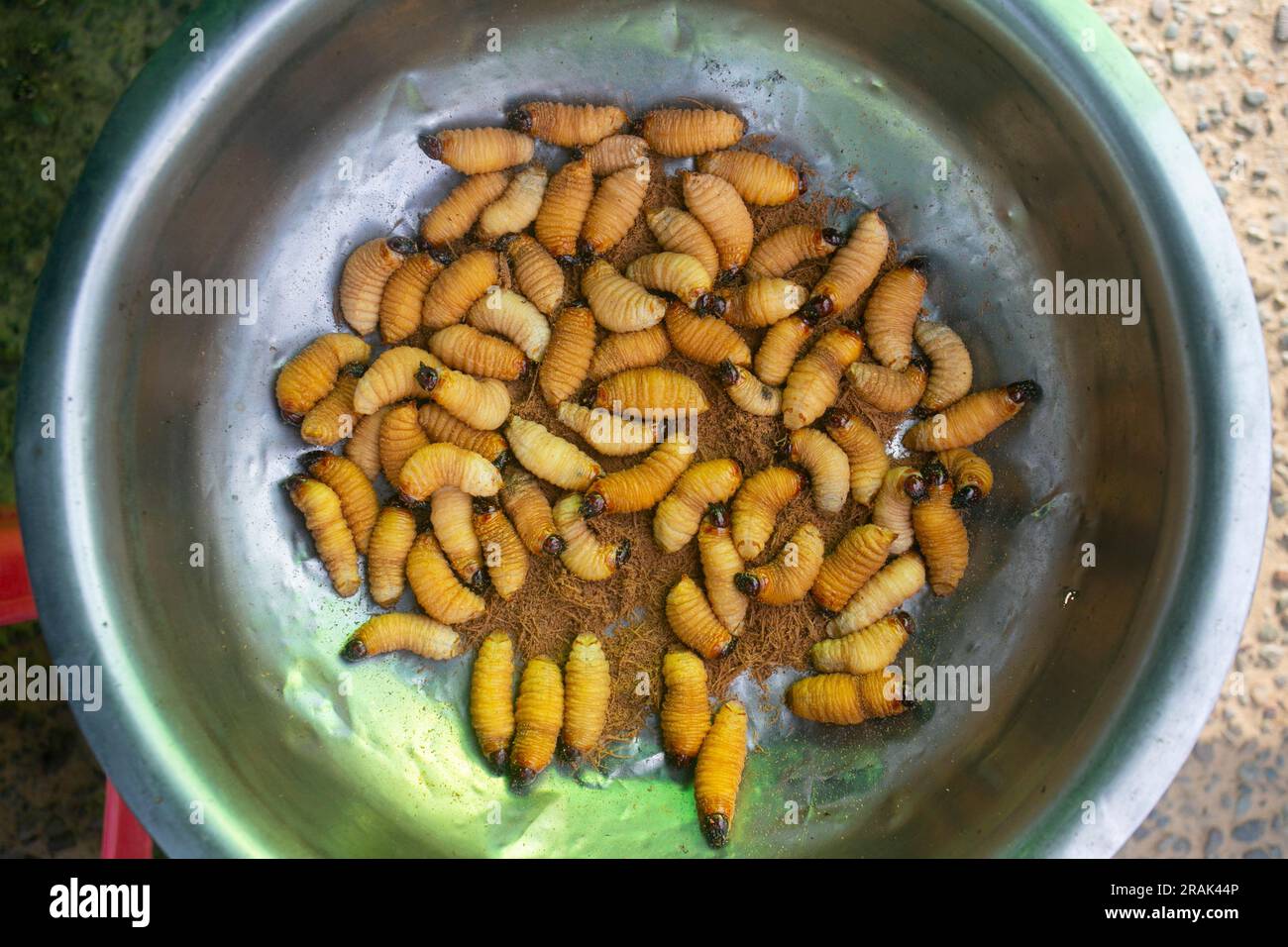 Suri, or chontacuro, edible larva of the Amazon beetle known as the ...
