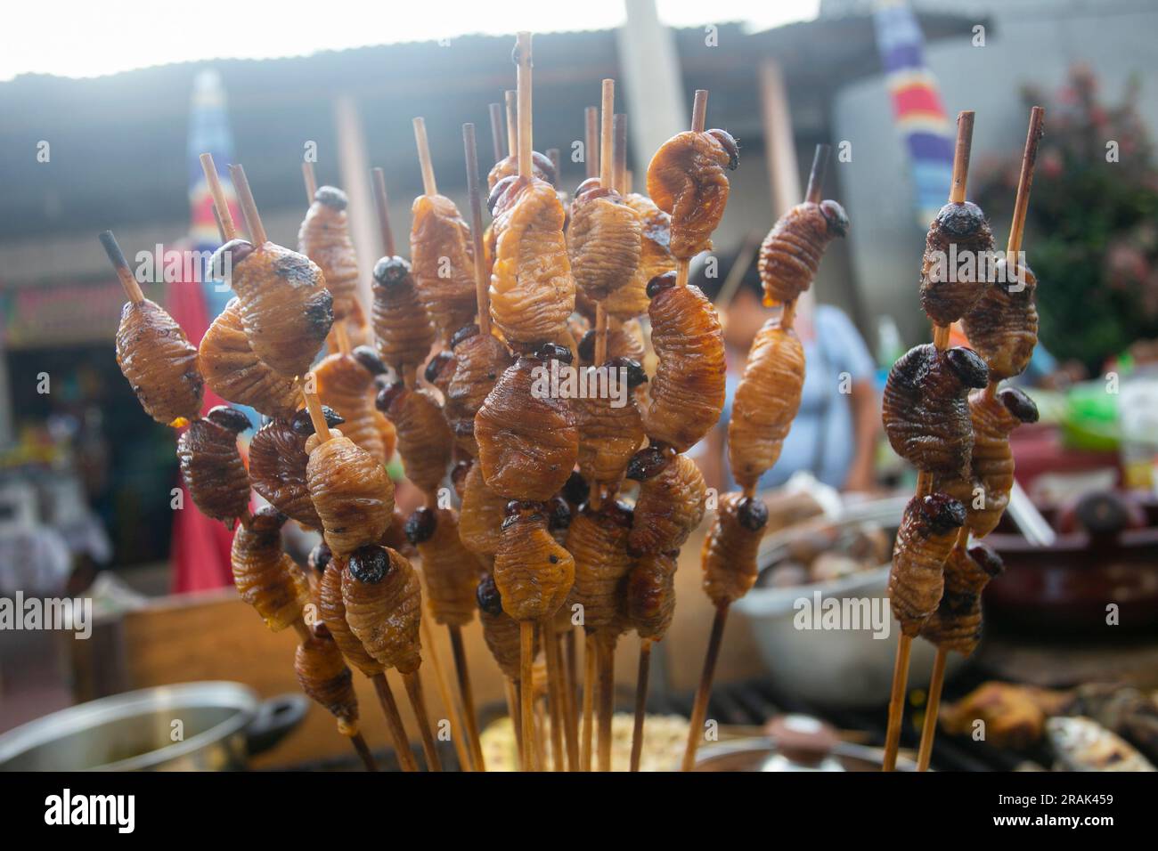 Suri, or chontacuro, edible larva of the Amazon beetle known as the ...