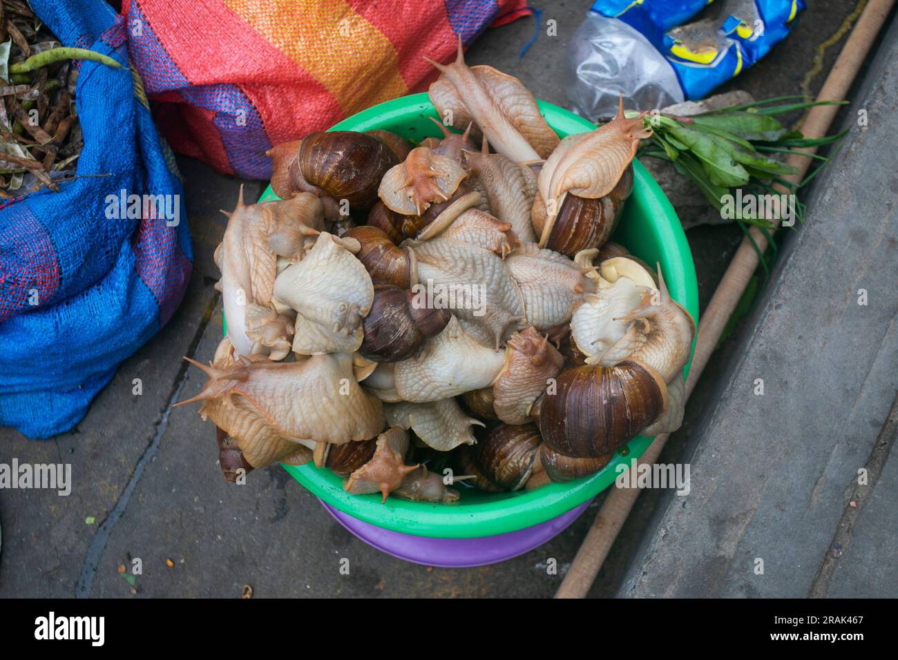 Giant snails in a bucket at a Tarapoto market in the Peruvian jungle ...