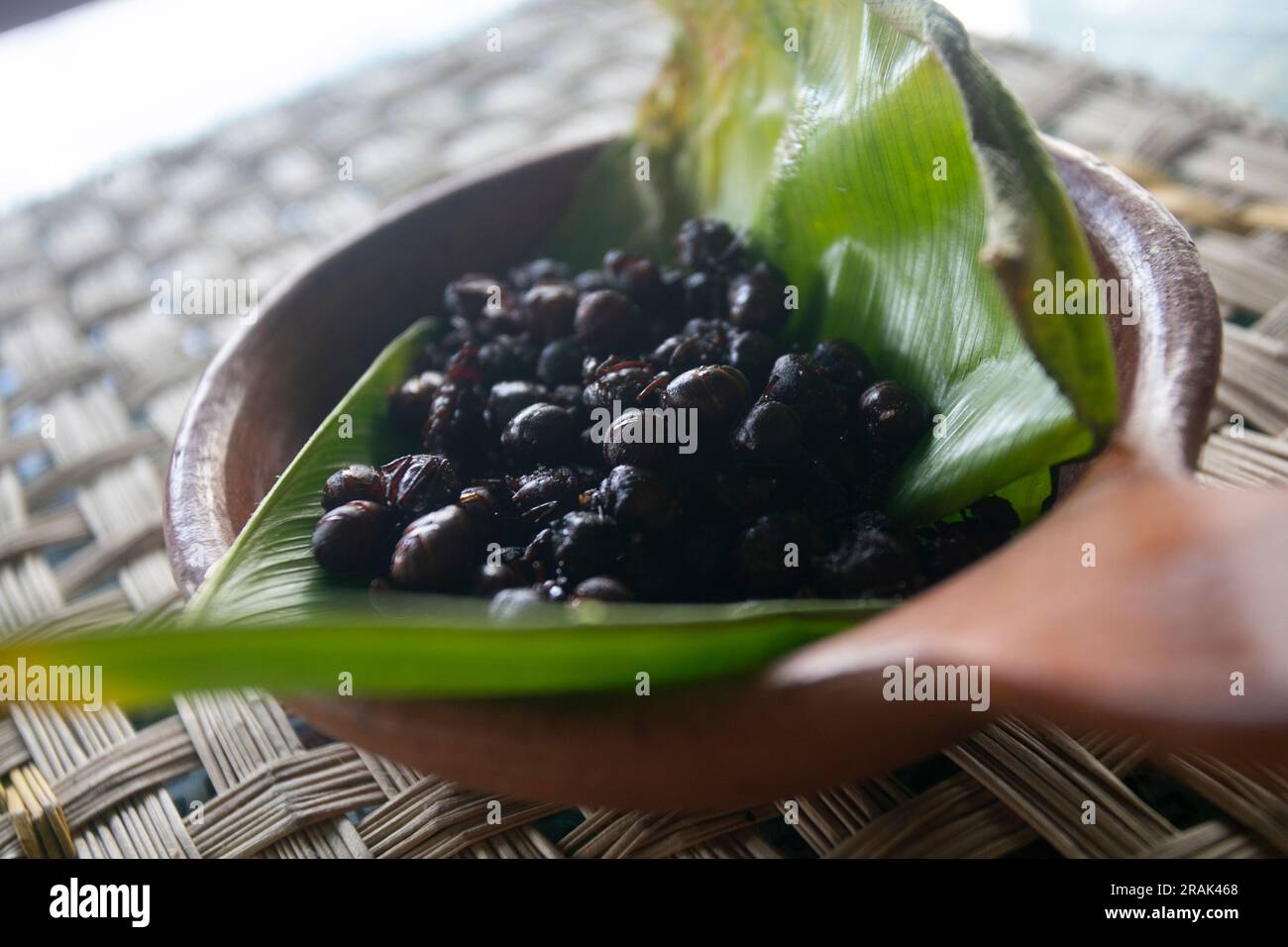 Mamaco is a highly prized and edible type of ant from the Peruvian ...