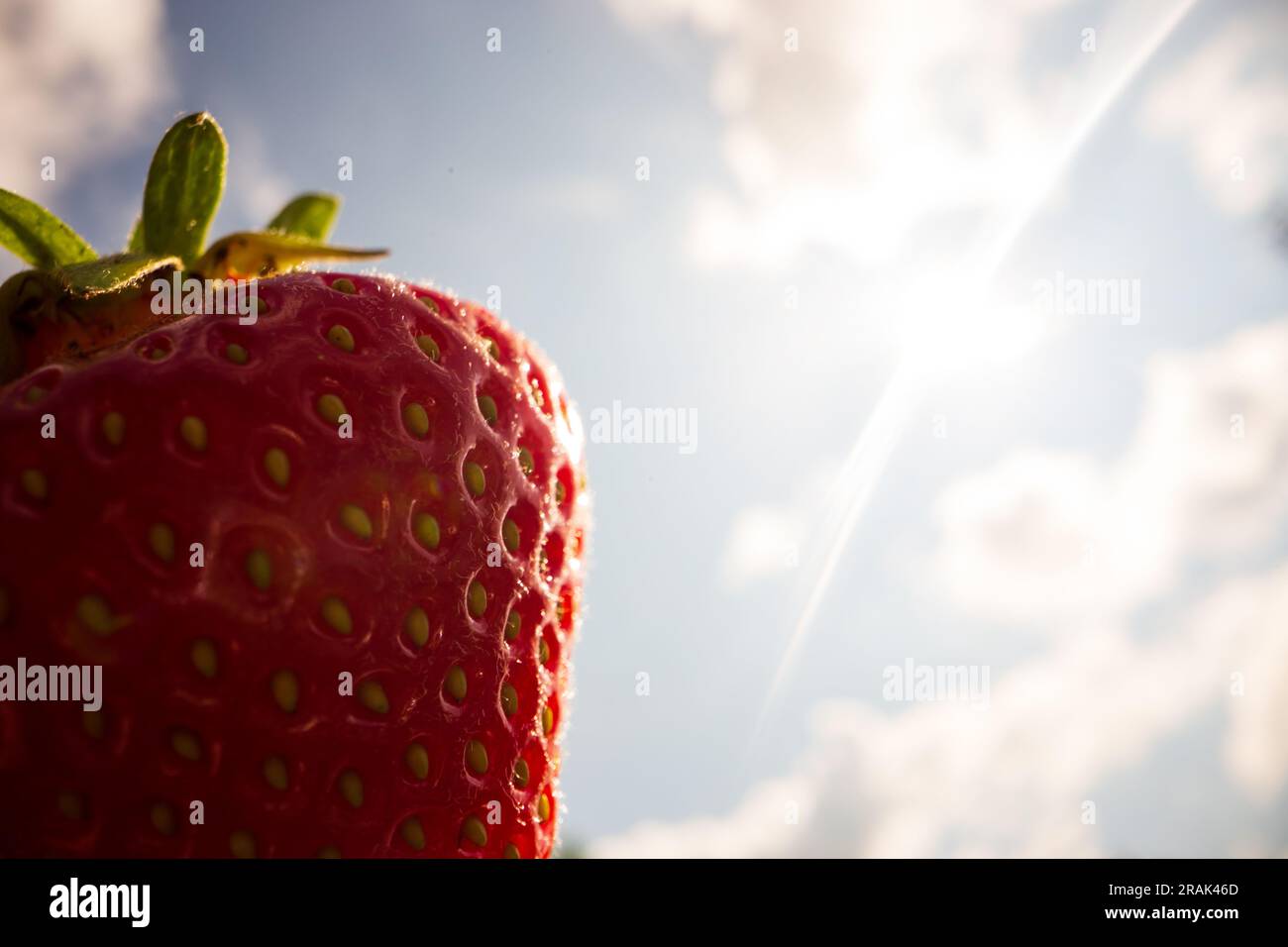 Strawberry close-up against a bright blue sky with sun rays. The ...
