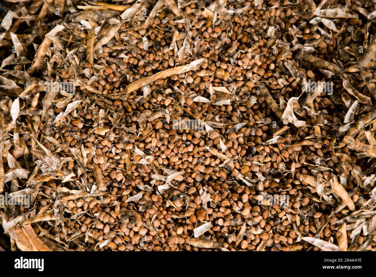 Vigna unguiculata, commonly called caupi or blackeye pea. Legume grown ...
