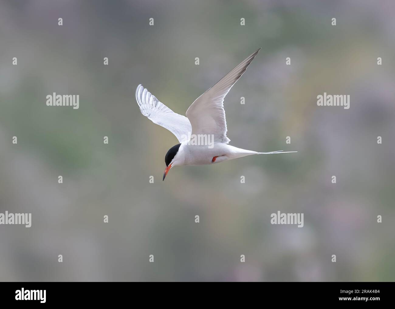 Tern common (Sterna hirundo), in flight, The Blade, Ronas Voe, Shetland ...