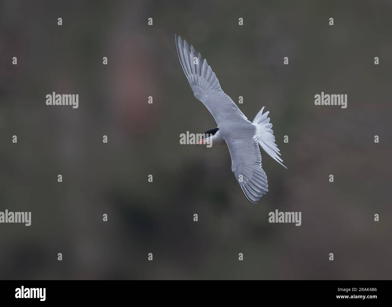 Tern common (Sterna hirundo), in flight, The Blade, Ronas Voe, Shetland ...