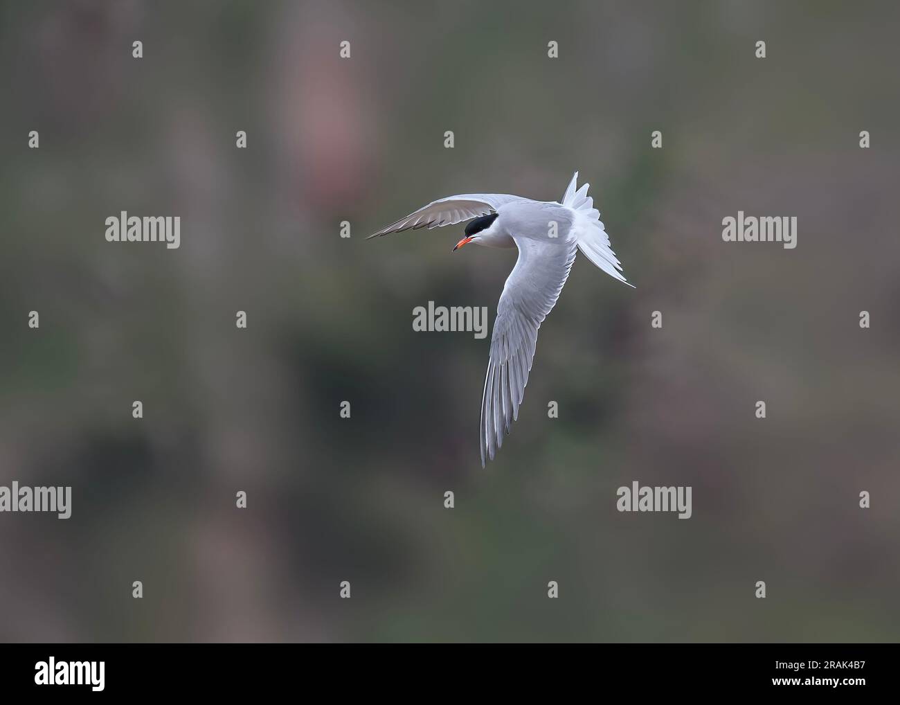 Tern common (Sterna hirundo), in flight, The Blade, Ronas Voe, Shetland ...