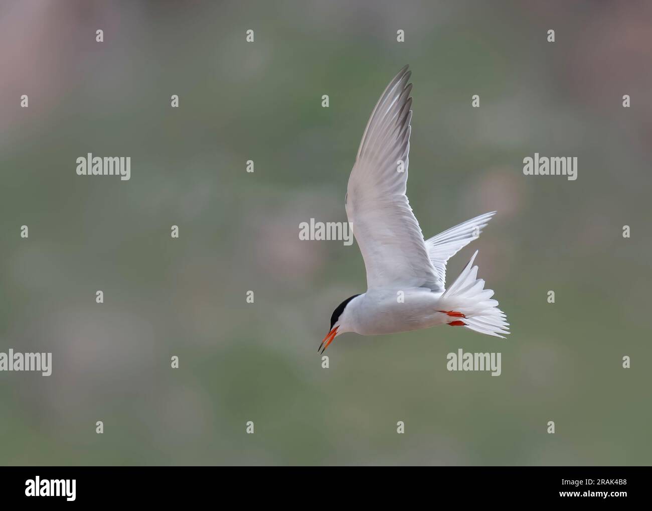 Tern common (Sterna hirundo), in flight, The Blade, Ronas Voe, Shetland ...