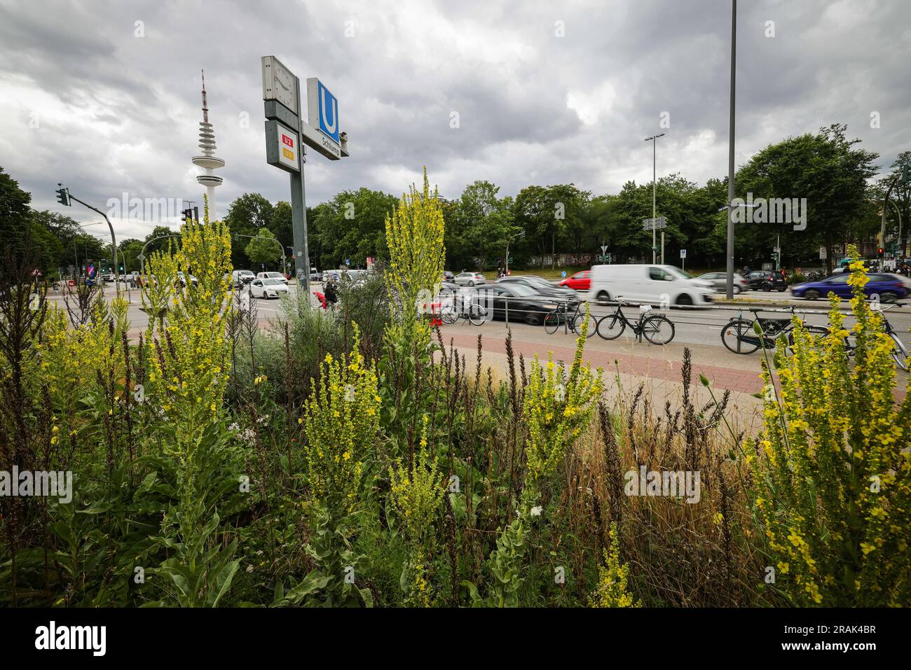 Hamburg, Germany. 04th July, 2023. Flowers and other plants stand in a ...