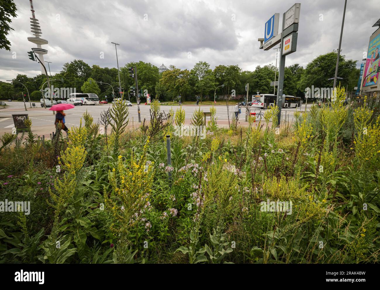 Hamburg, Germany. 04th July, 2023. Flowers and other plants stand in a ...