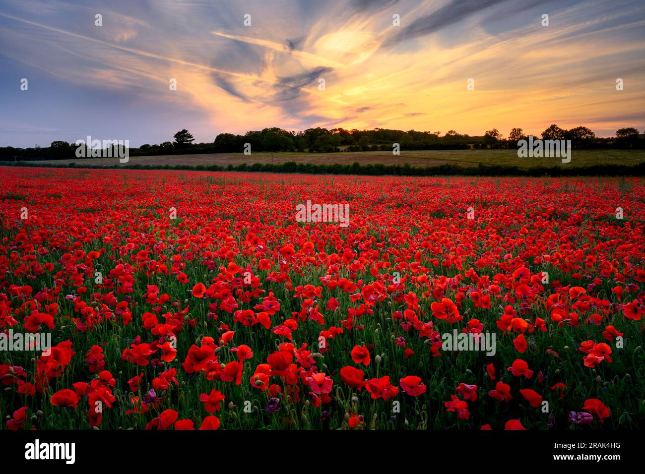 Sunset over a magnificent field of poppies Stock Photo - Alamy
