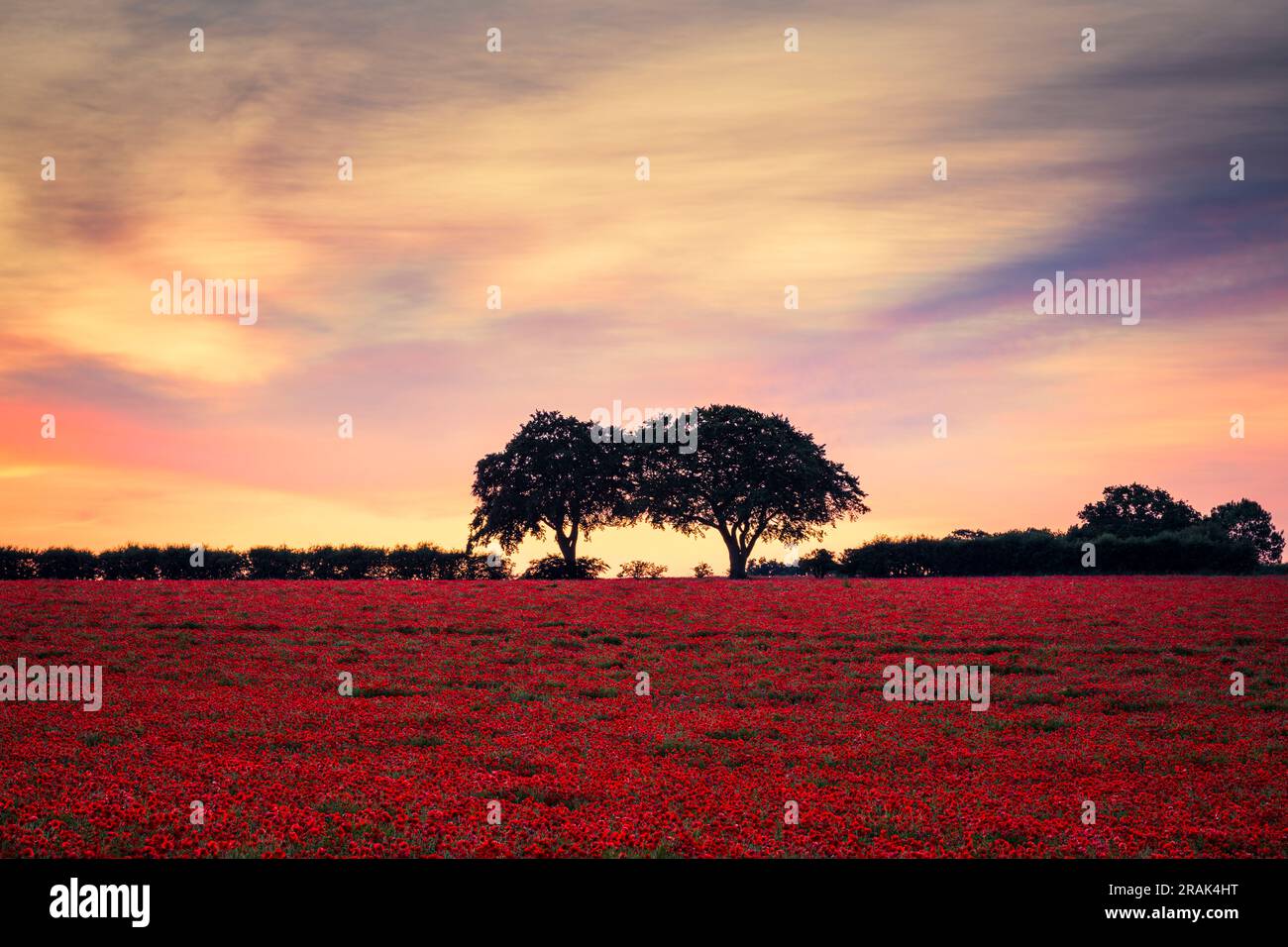 Two trees in a poppy field at sunset Stock Photo - Alamy