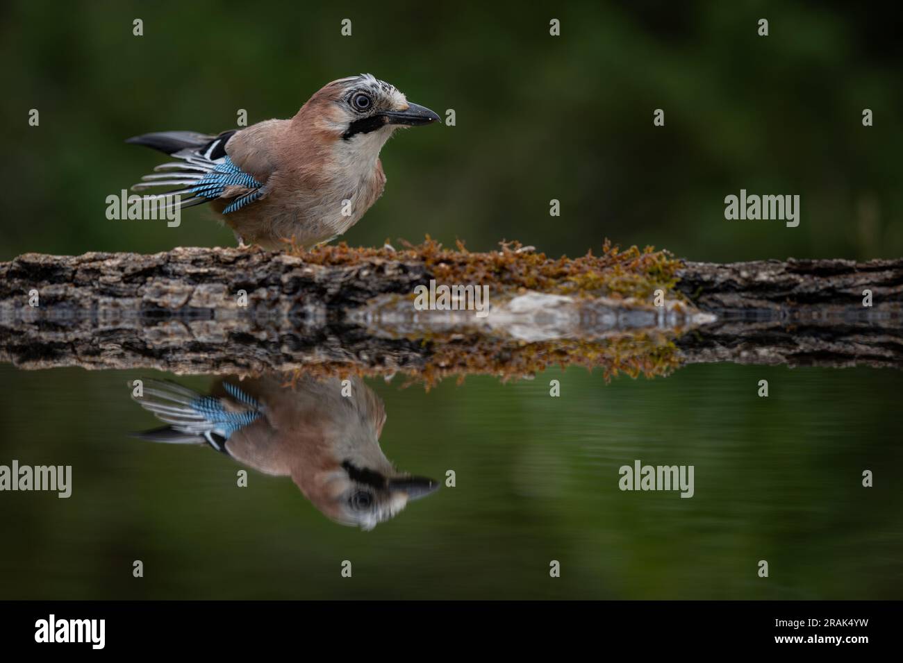Eurasian Jay Bird feeding on the edge of a pool with full reflection ...