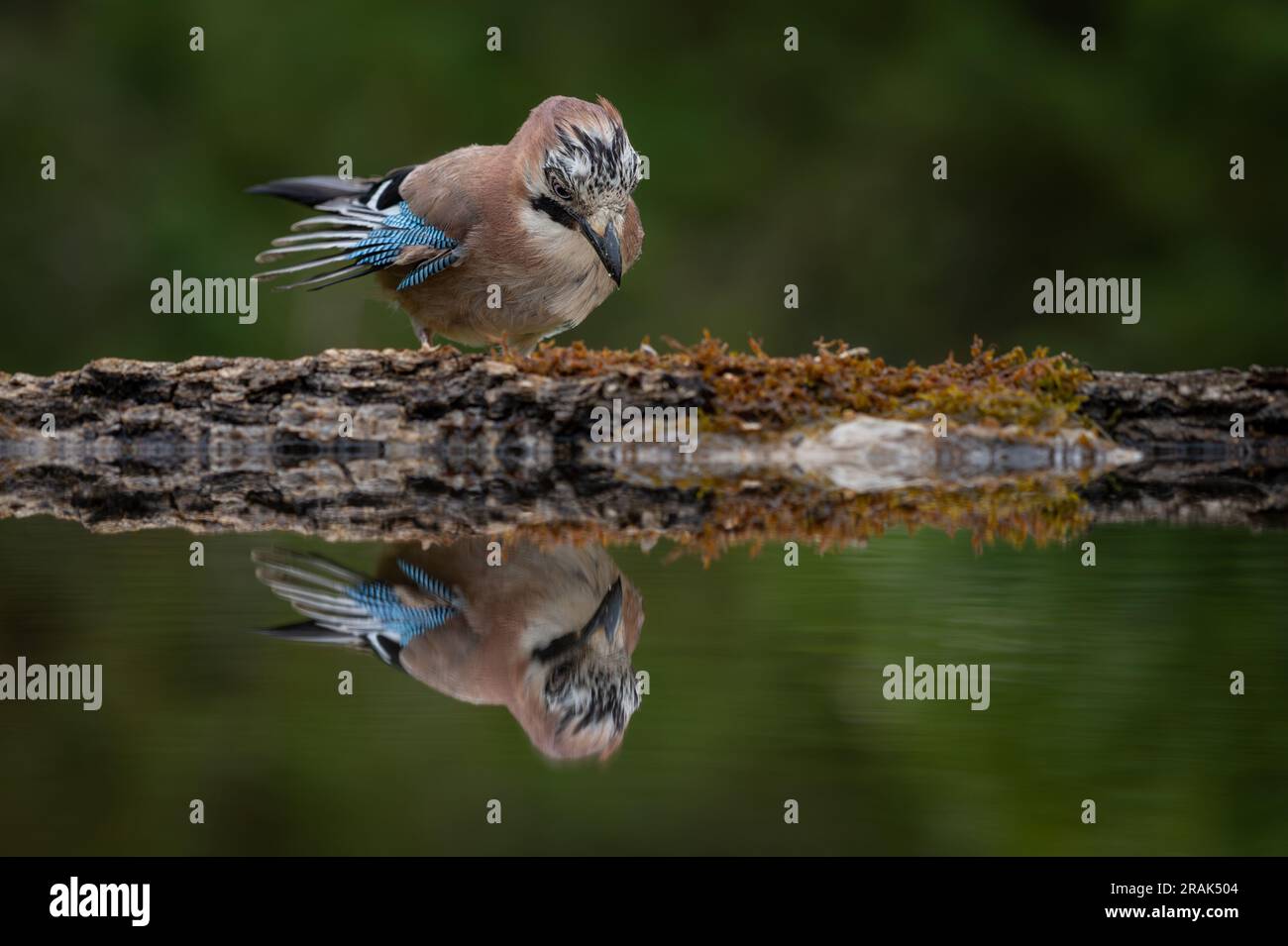 Eurasian Jay Bird feeding on the edge of a pool with full reflection ...