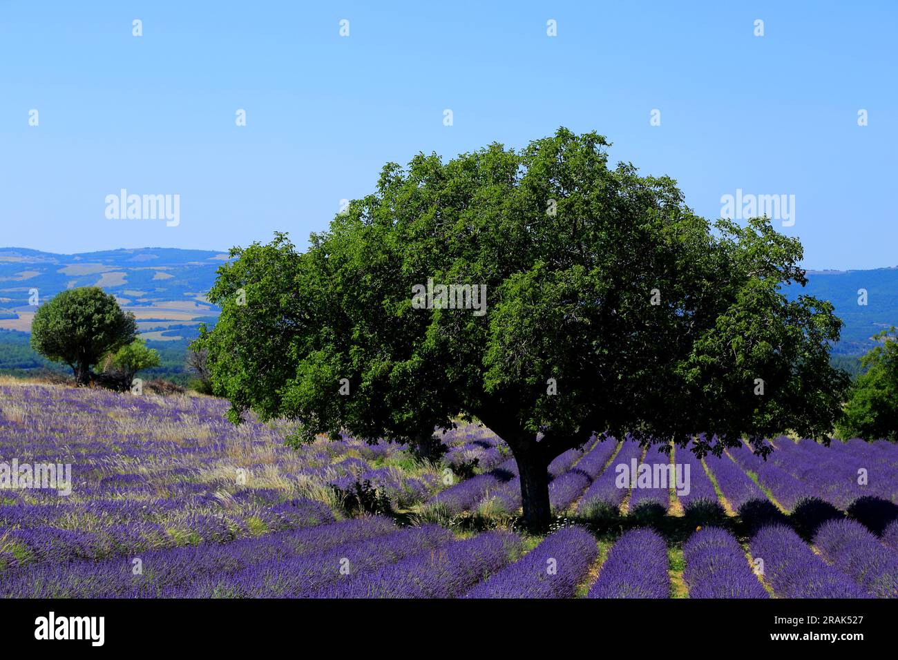 Lavender fields in Drome Provençale. Ferrassieres. Drome,Provence ...
