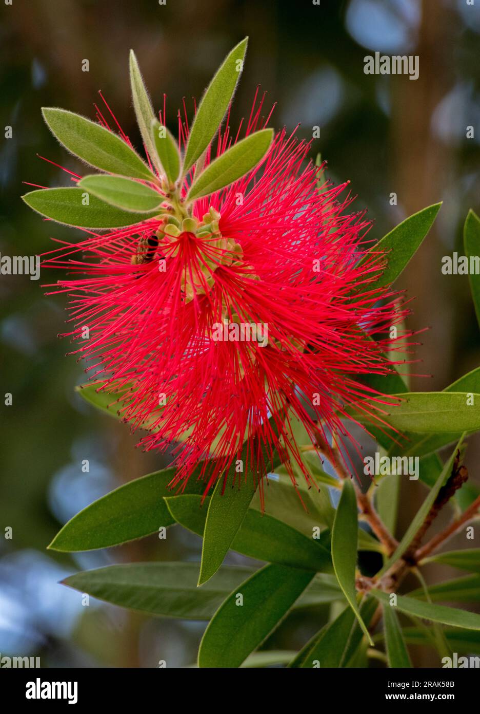 closeup of the red flower of a callistemon Stock Photo - Alamy
