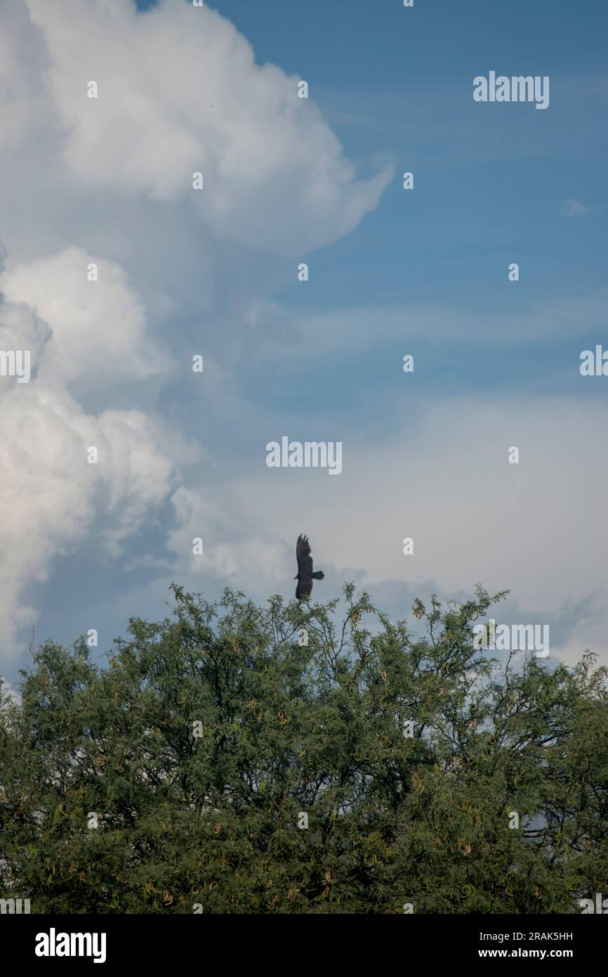 Beautiful bird prey on hi-res stock photography and images - Alamy