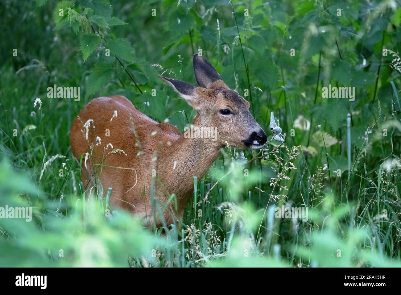 European Roe deer (Doe)-Capreolus capreolus. Uk Stock Photo - Alamy
