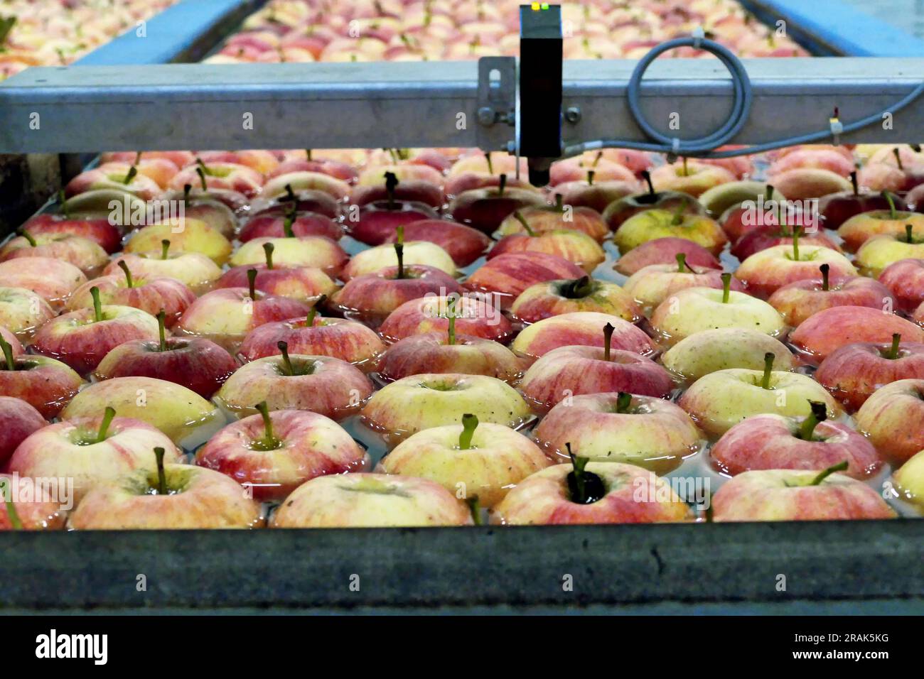 Washing Apples In Fruit Processing Factory Stock Photo - Alamy