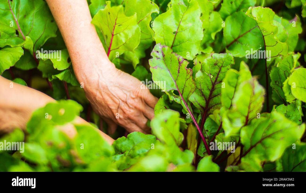 The farmer takes care of the plants in the vegetable garden on the farm ...