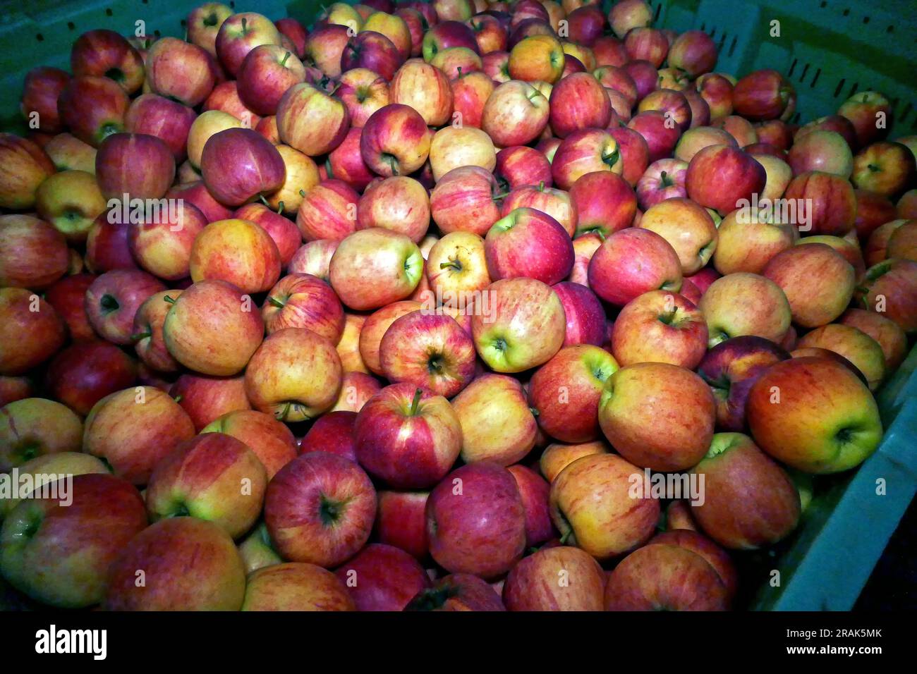 Washing Apples In Fruit Processing Factory Stock Photo - Alamy