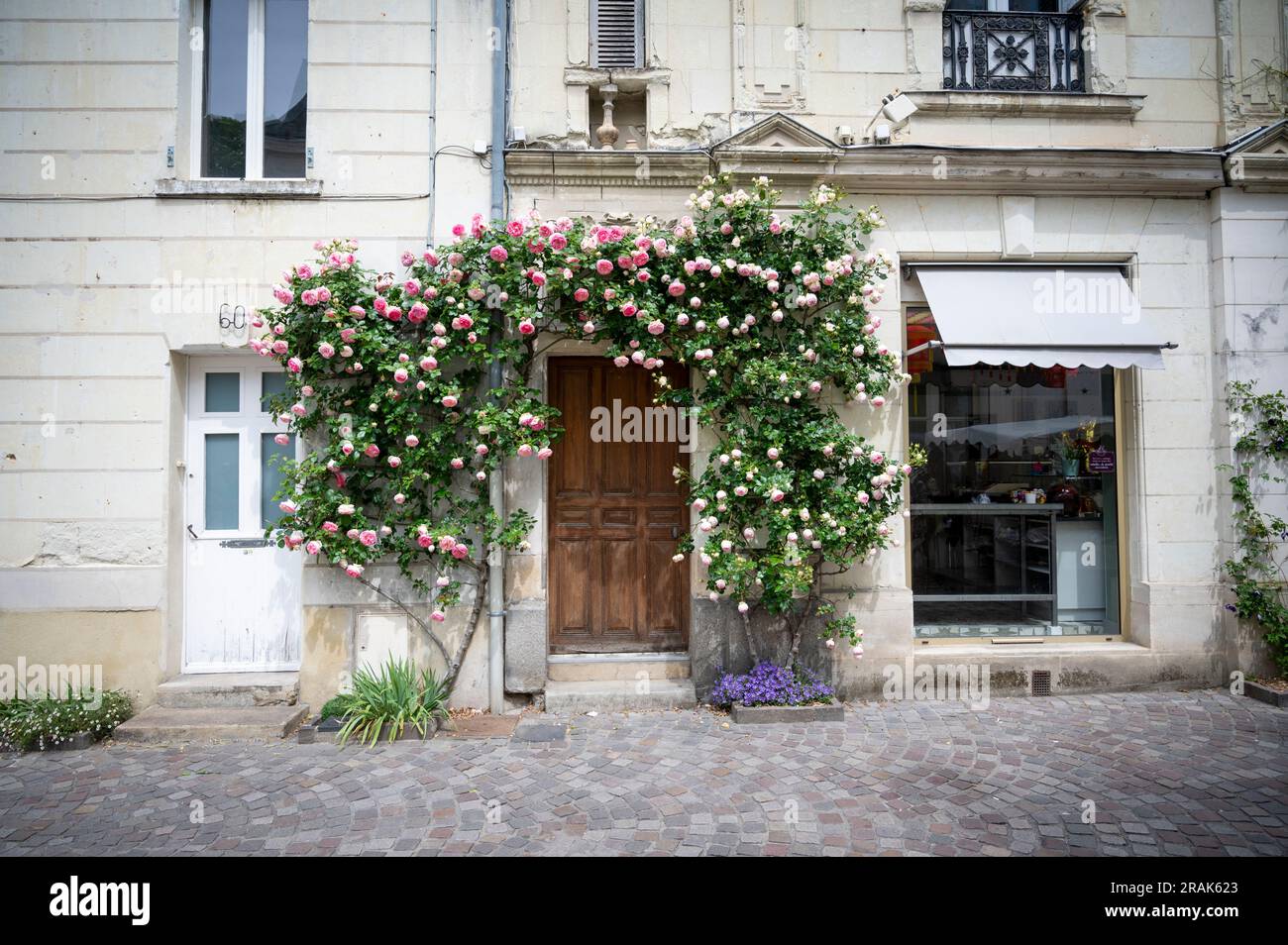 Pink climbing roses growing on an old building in Chinon, Loire valley ...