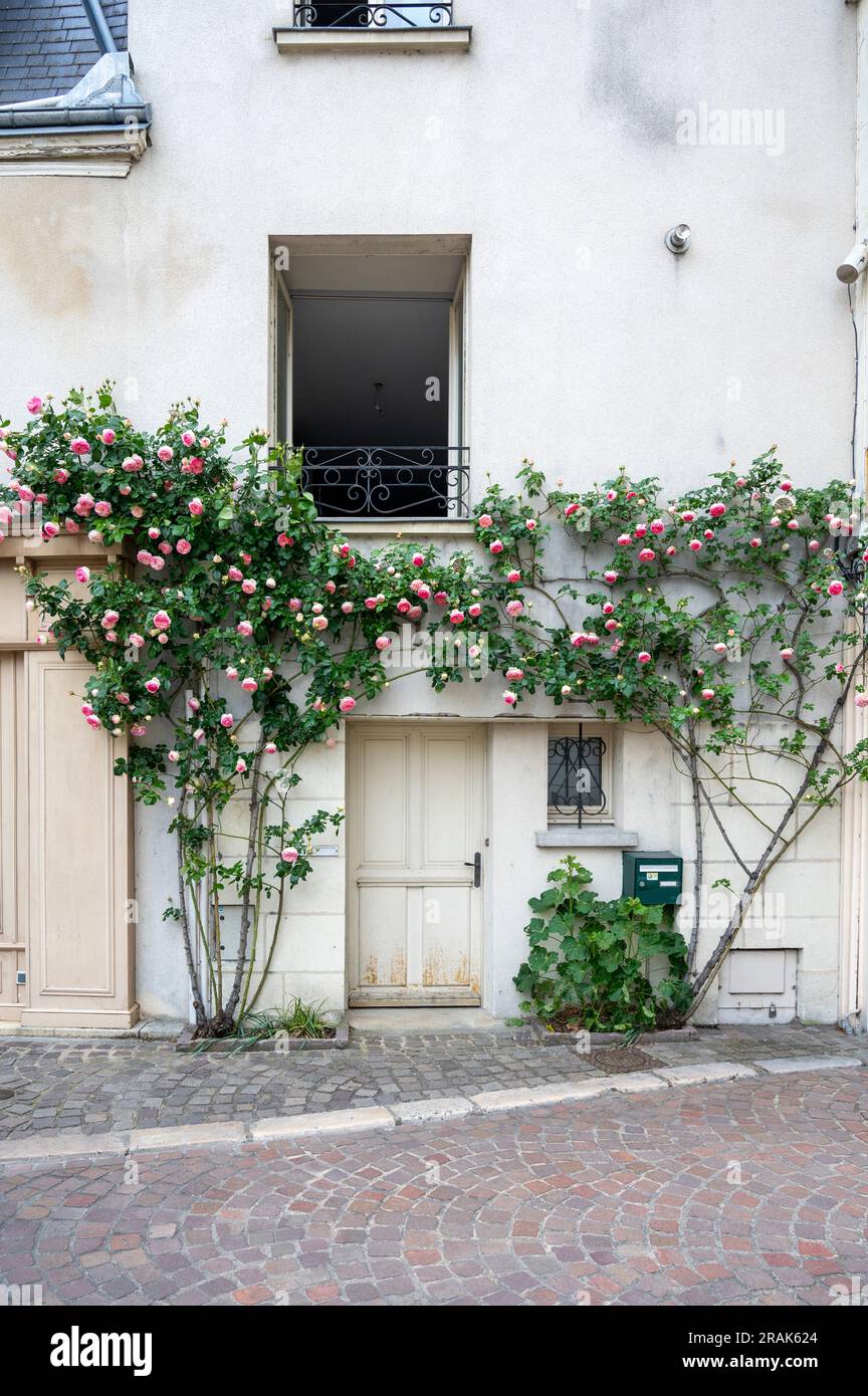 Pink climbing roses growing on an old building in Chinon, Loire valley ...