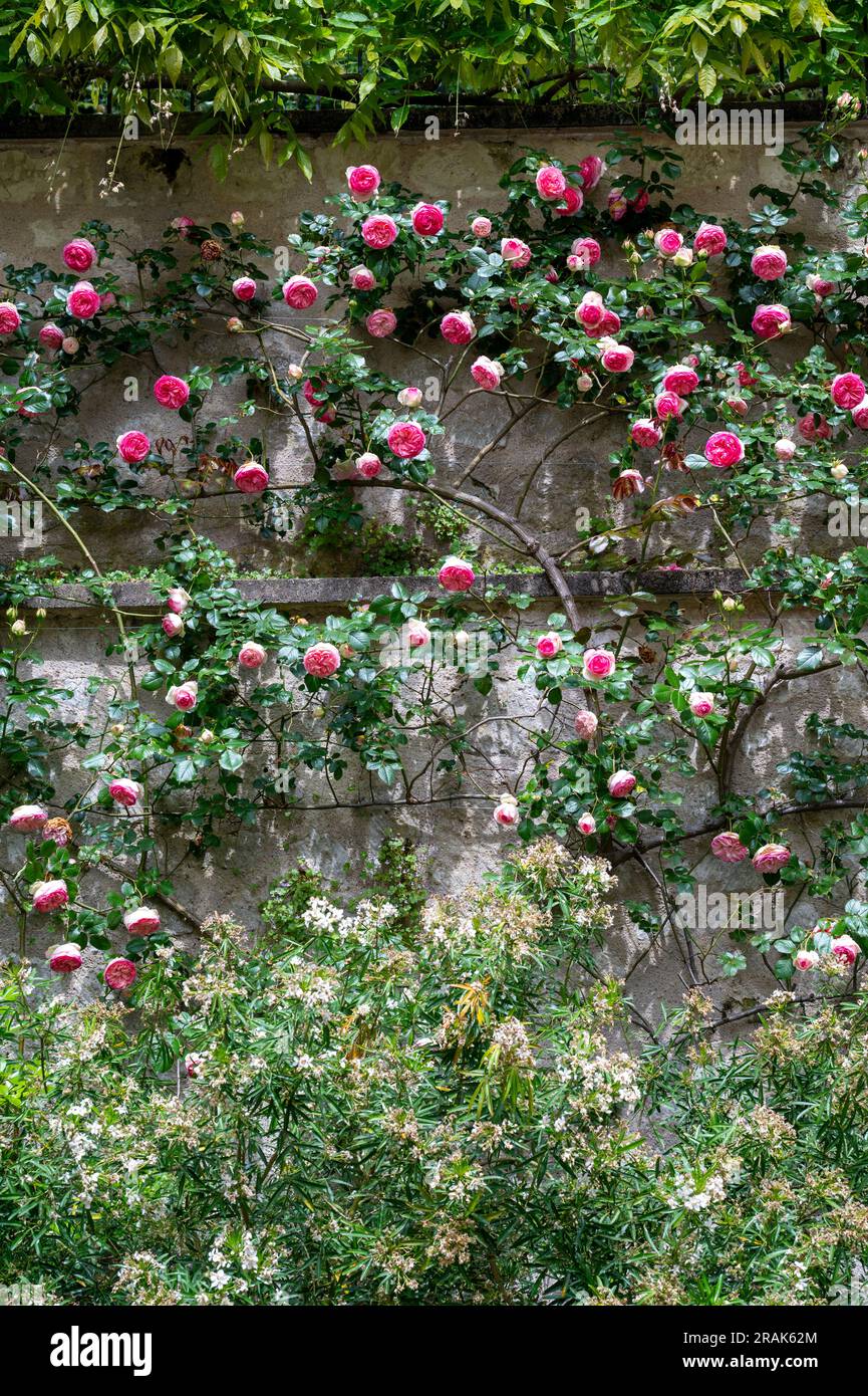 Pink climbing roses growing on an old building in Chinon, Loire valley ...