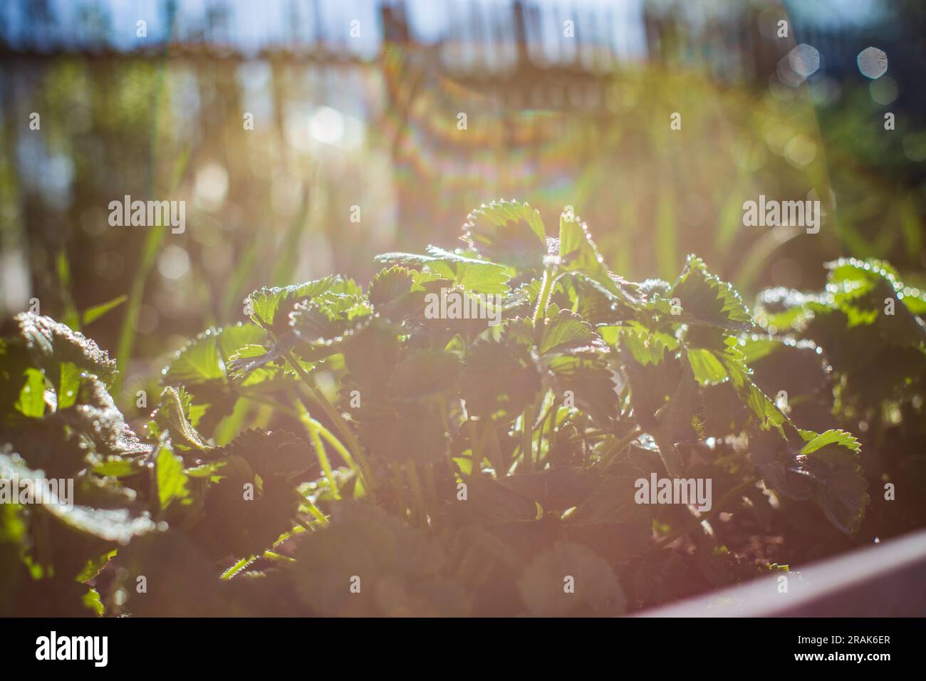 Strawberry crops planted in soil get ripe under sun. Cultivated land ...