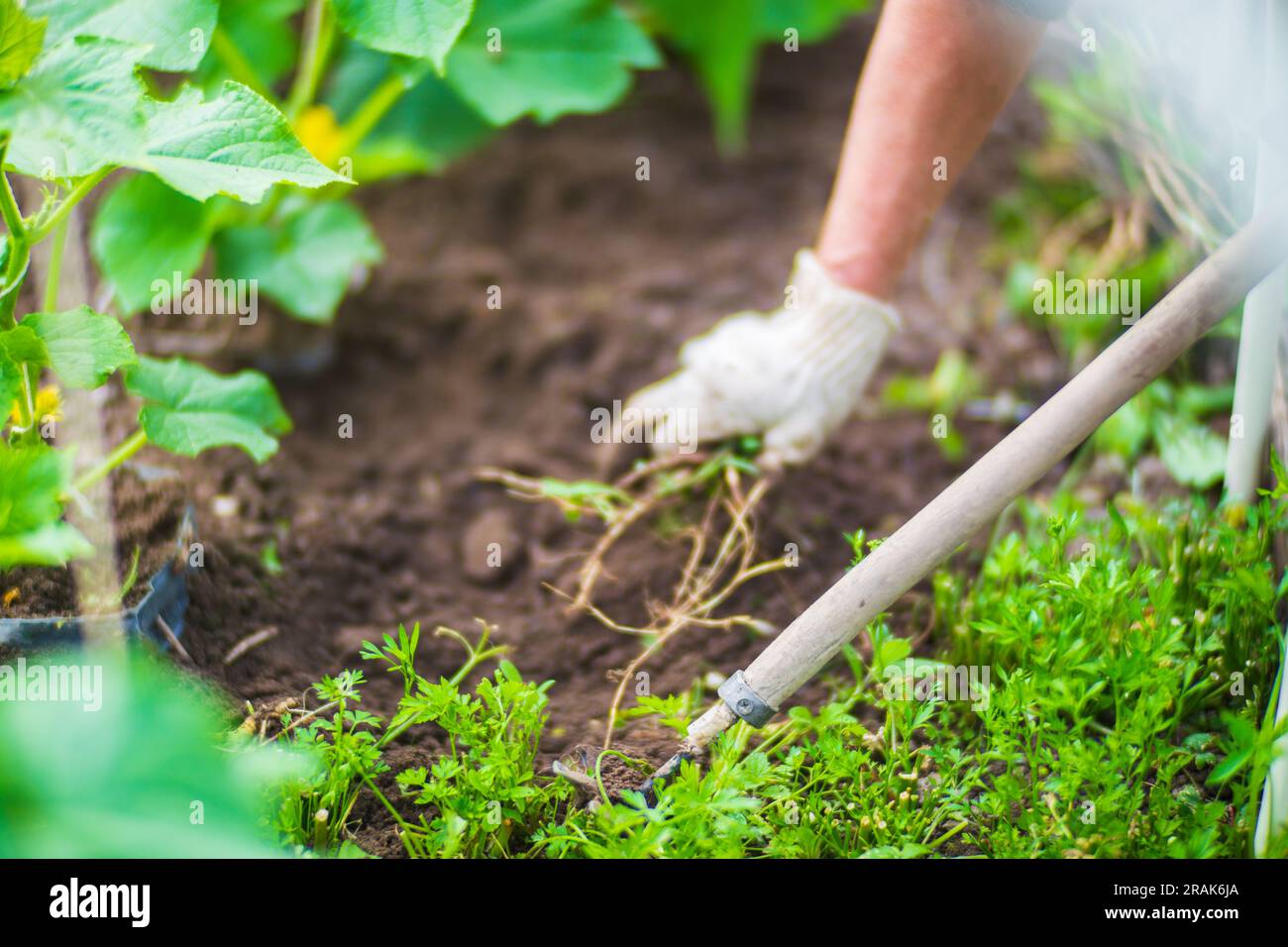 Weeding beds with agricultura plants growing in the garden. Weed ...