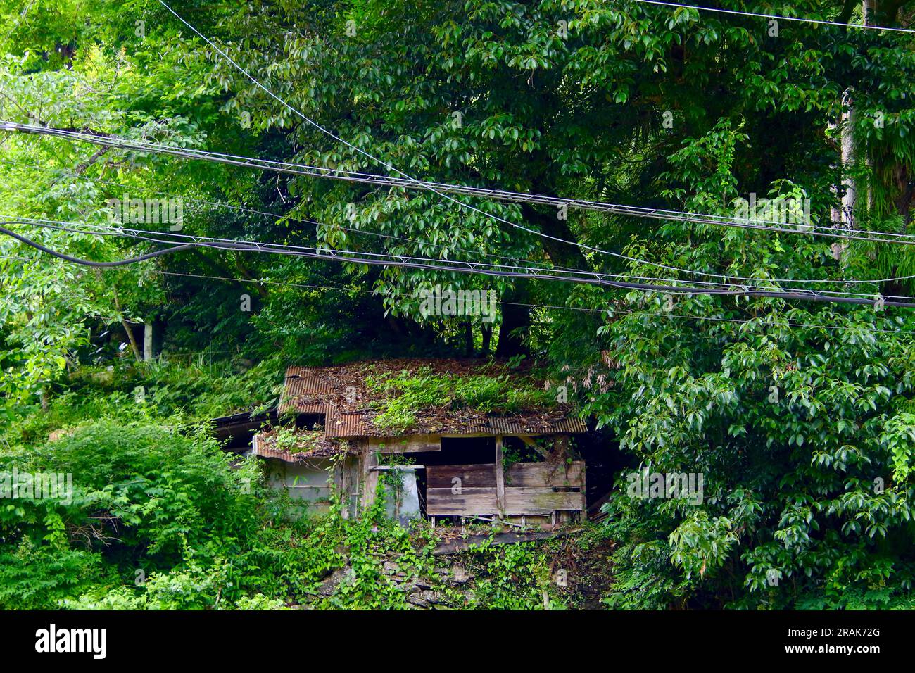 An abandoned and dilapidated wooden shack surrounded by trees Stock ...