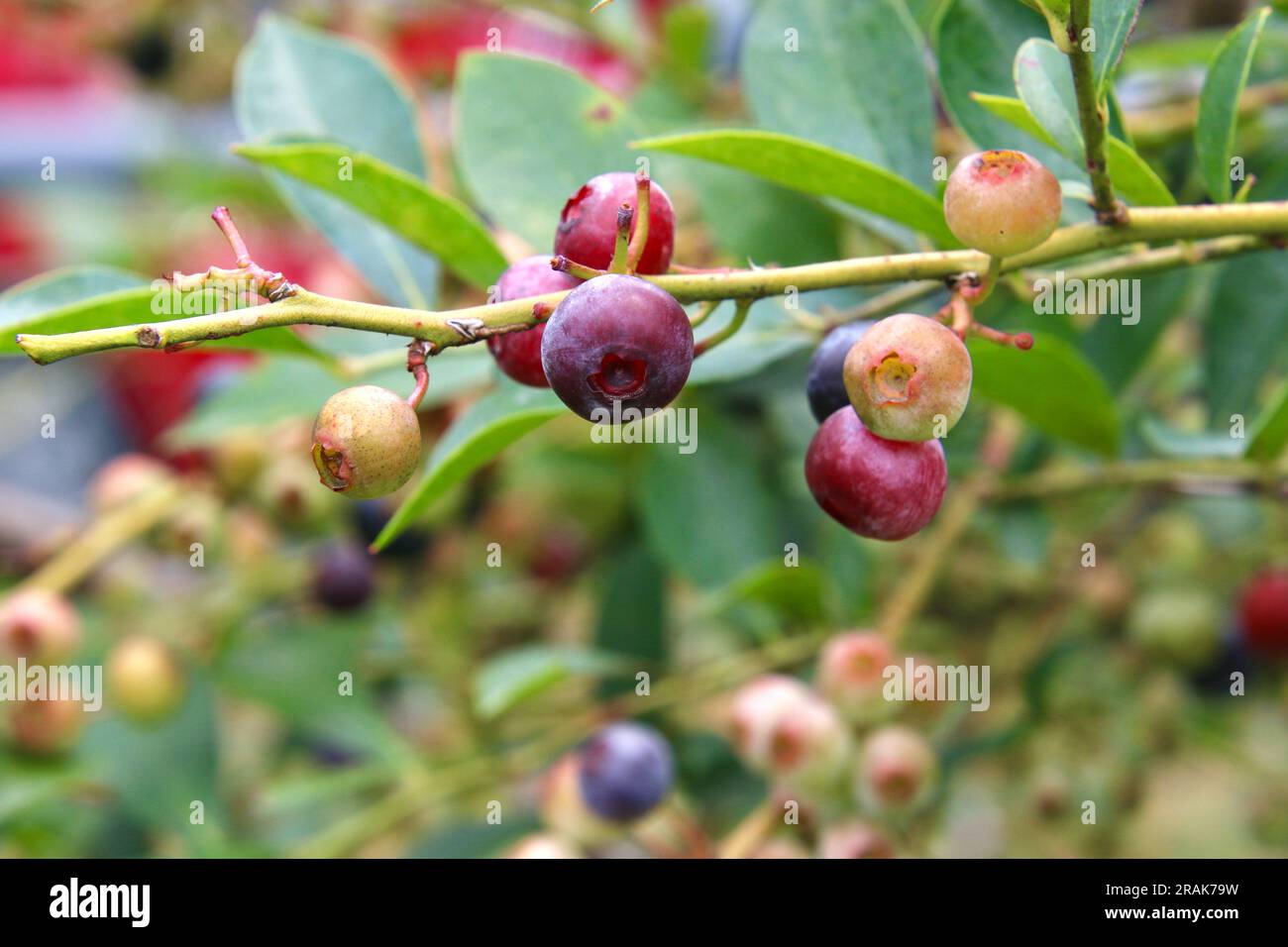 Ripe blueberries on a vine at a local farm Stock Photo - Alamy