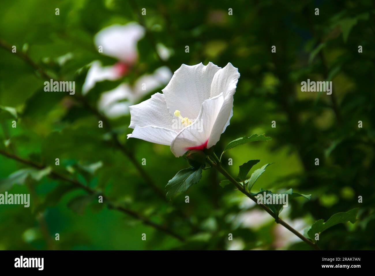 A beautiful example of a white rose of Sharon taken in Gifu Prefecture ...