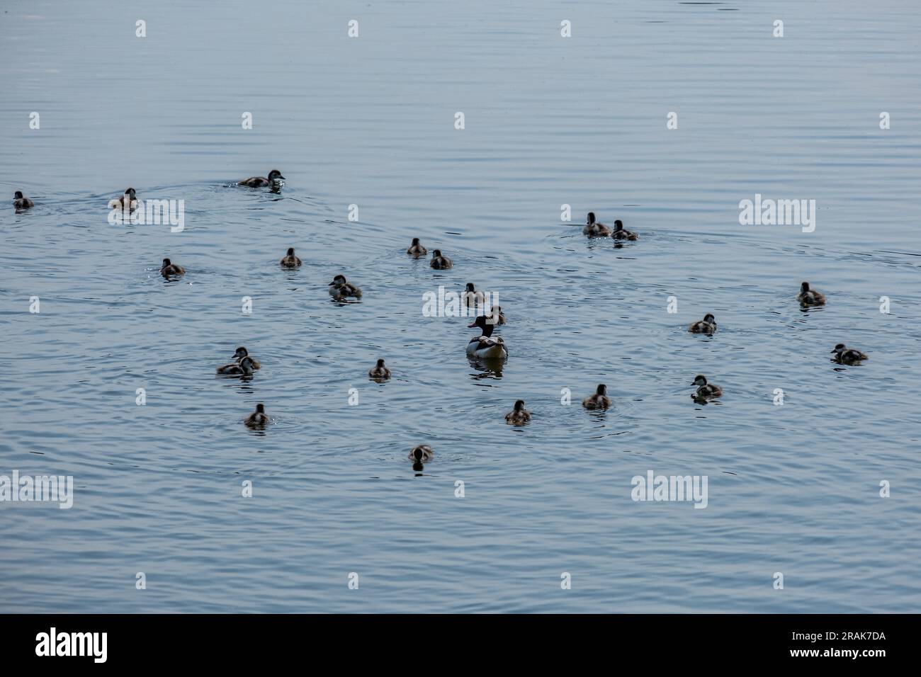 a flock of young ducklings swim on the water Stock Photo - Alamy