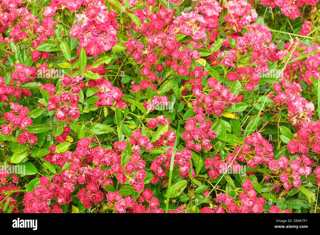 Creeping roses hi-res stock photography and images - Alamy