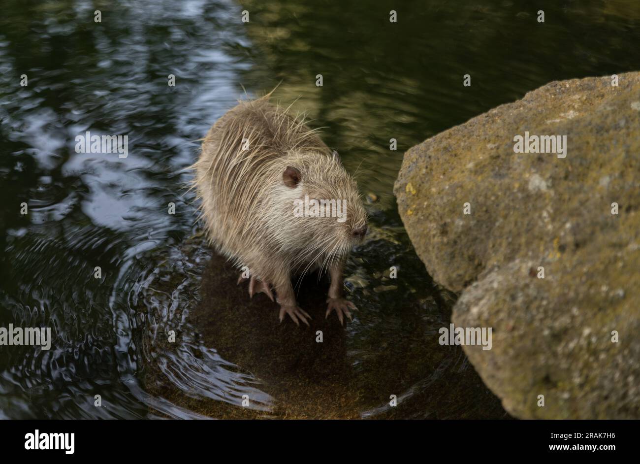 a female animal looking like a beaver but it is a coyou in germany in ...