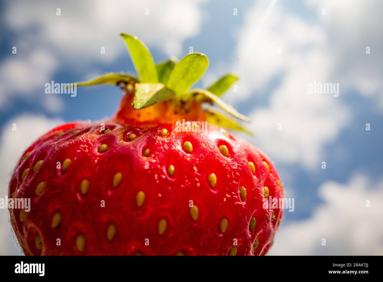 Strawberry close-up against a bright blue sky with sun rays. The ...
