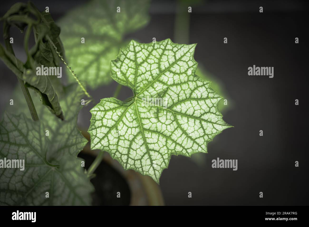 Adaptation of leaves hi-res stock photography and images - Alamy