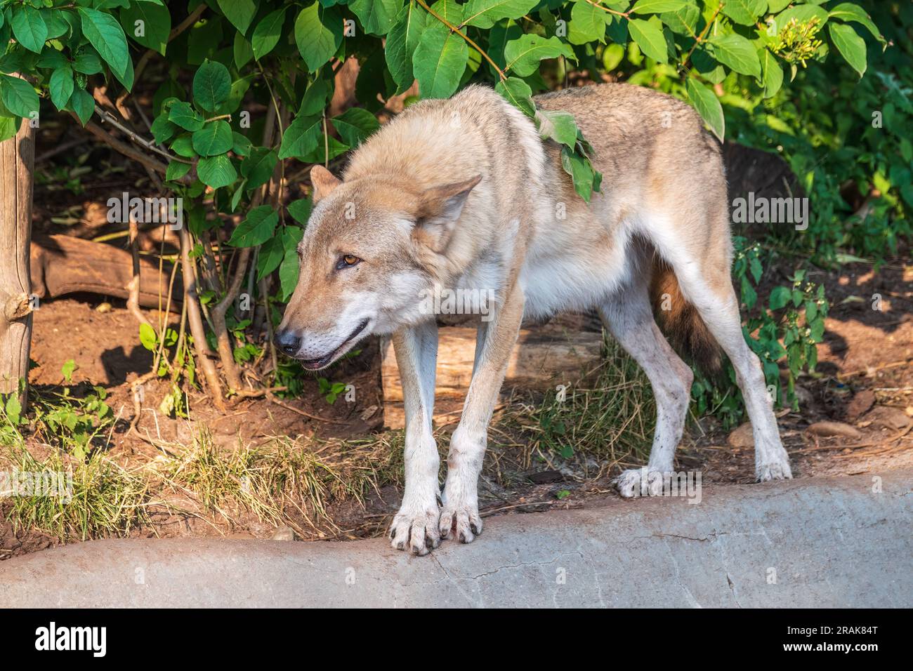 Gray wolf in forest on the green grass. The wolf, Canis lupus, also ...