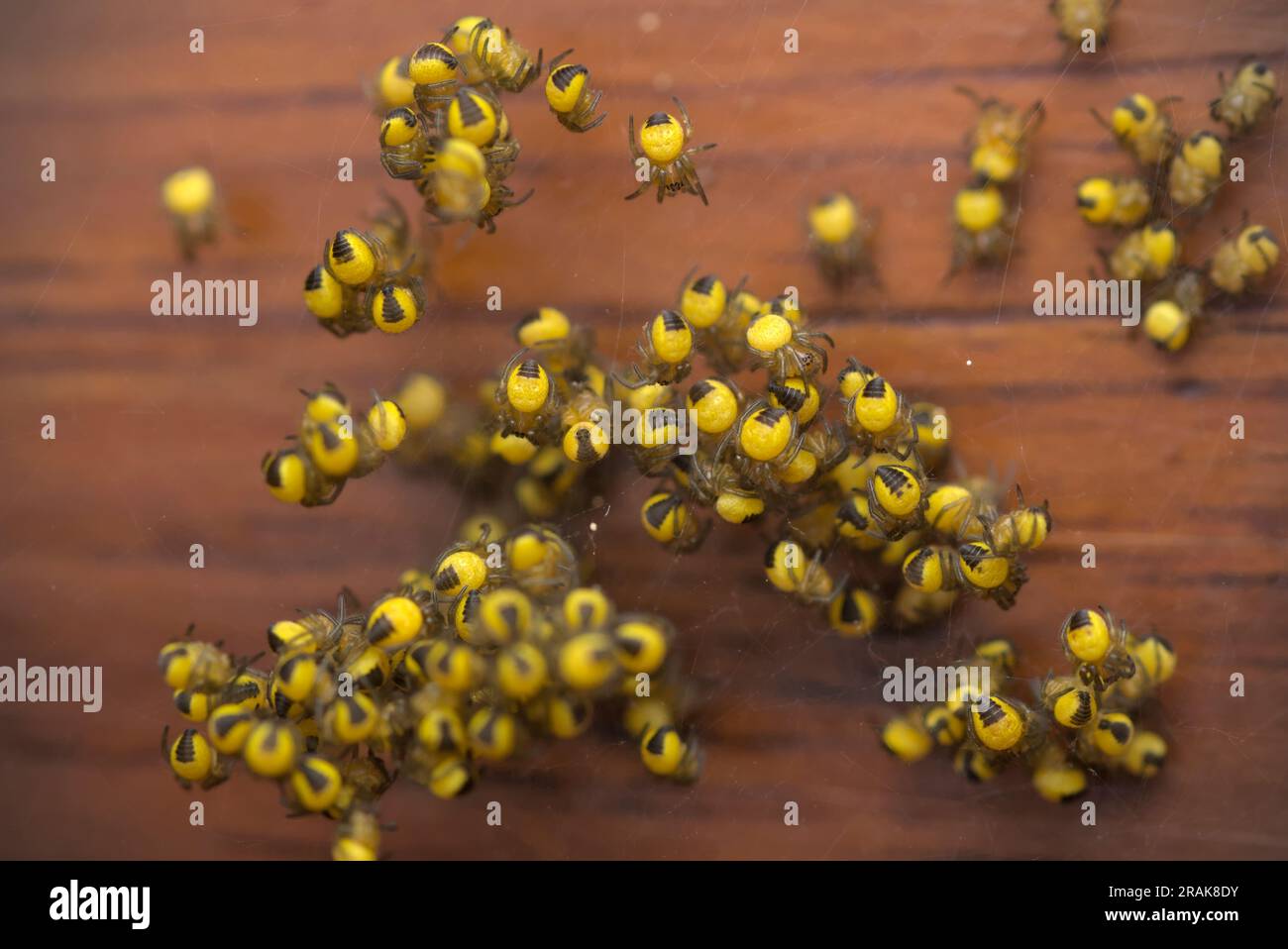 Young spiderlings of the European Garden Spider (Araneus diadematus) in ...