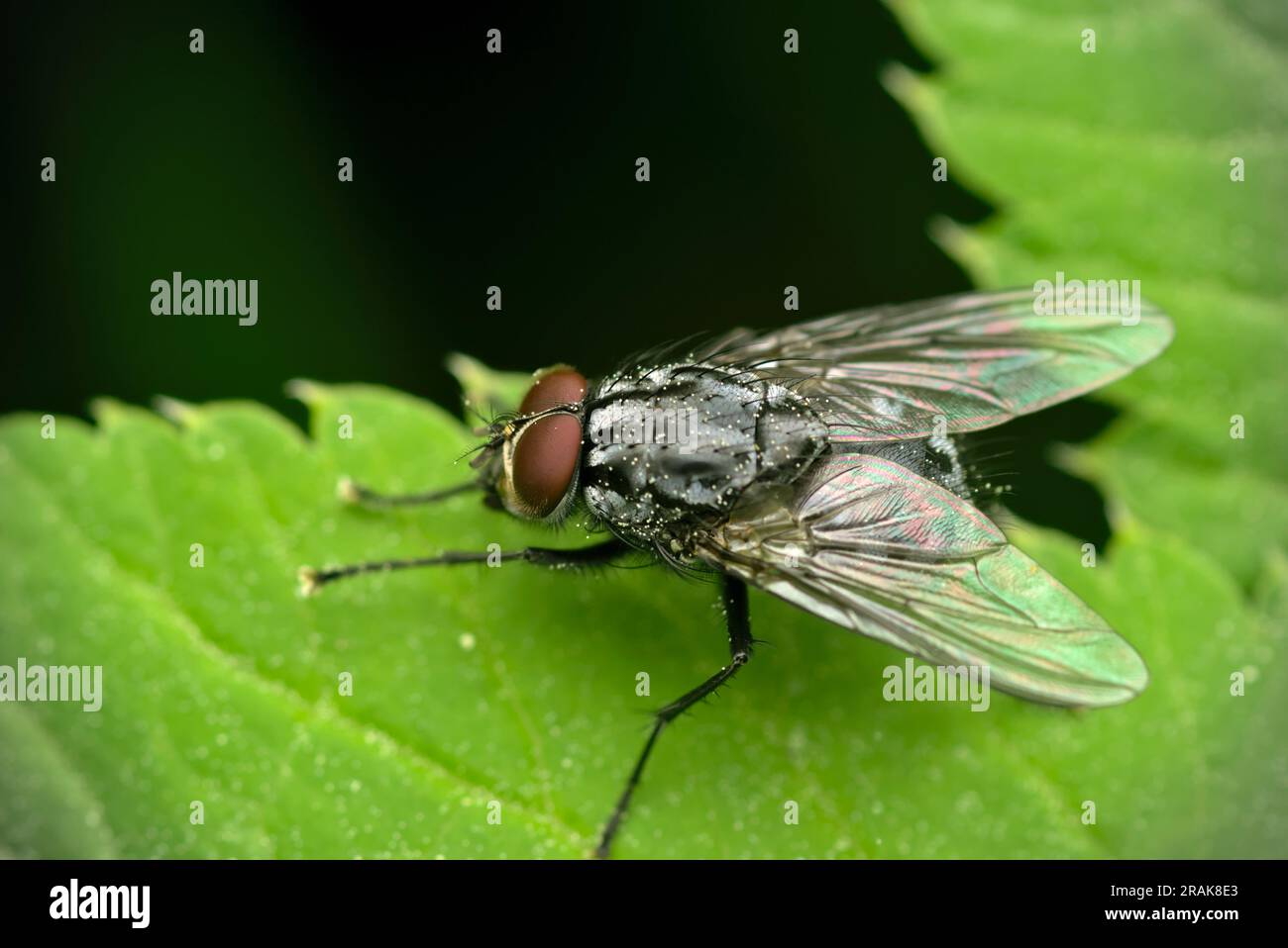 Zweiflügler diptera hi-res stock photography and images - Alamy