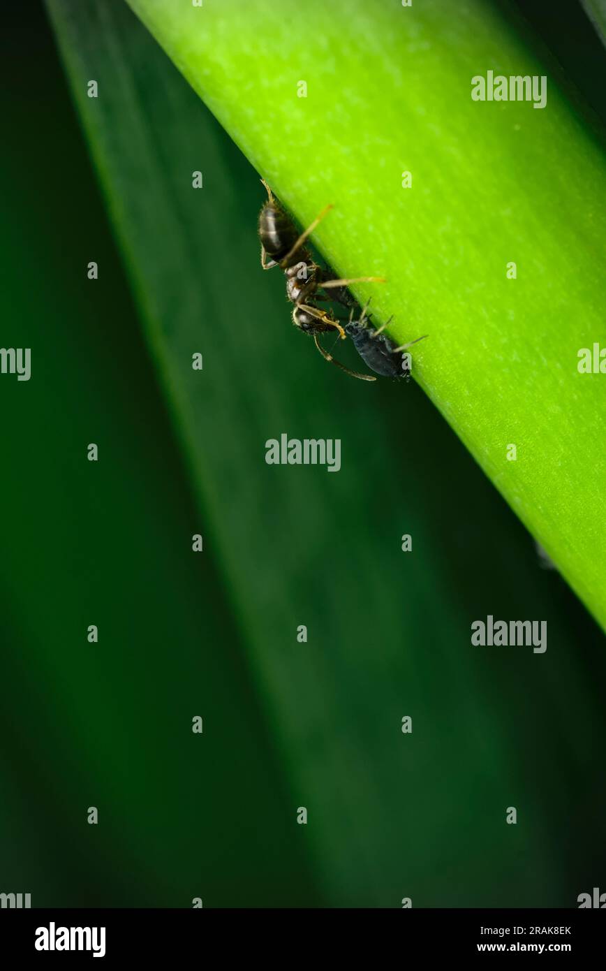A common black ant (Lasius cf. niger) harvesting honeydew from aphids ...
