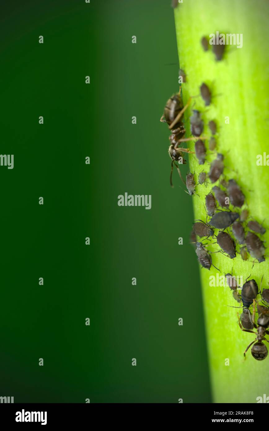 A common black ant (Lasius cf. niger) harvesting honeydew from aphids ...