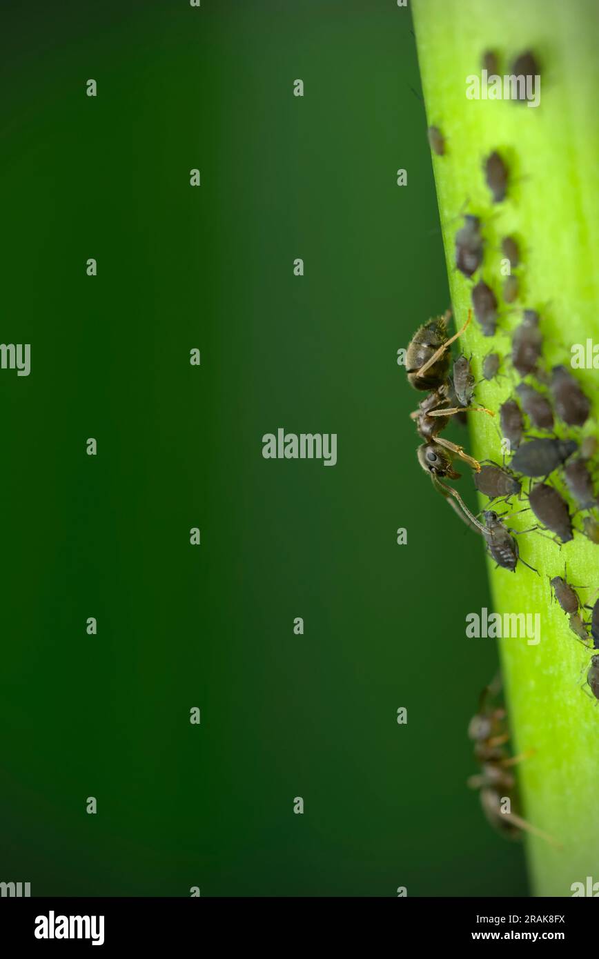 A common black ant (Lasius cf. niger) harvesting honeydew from aphids ...