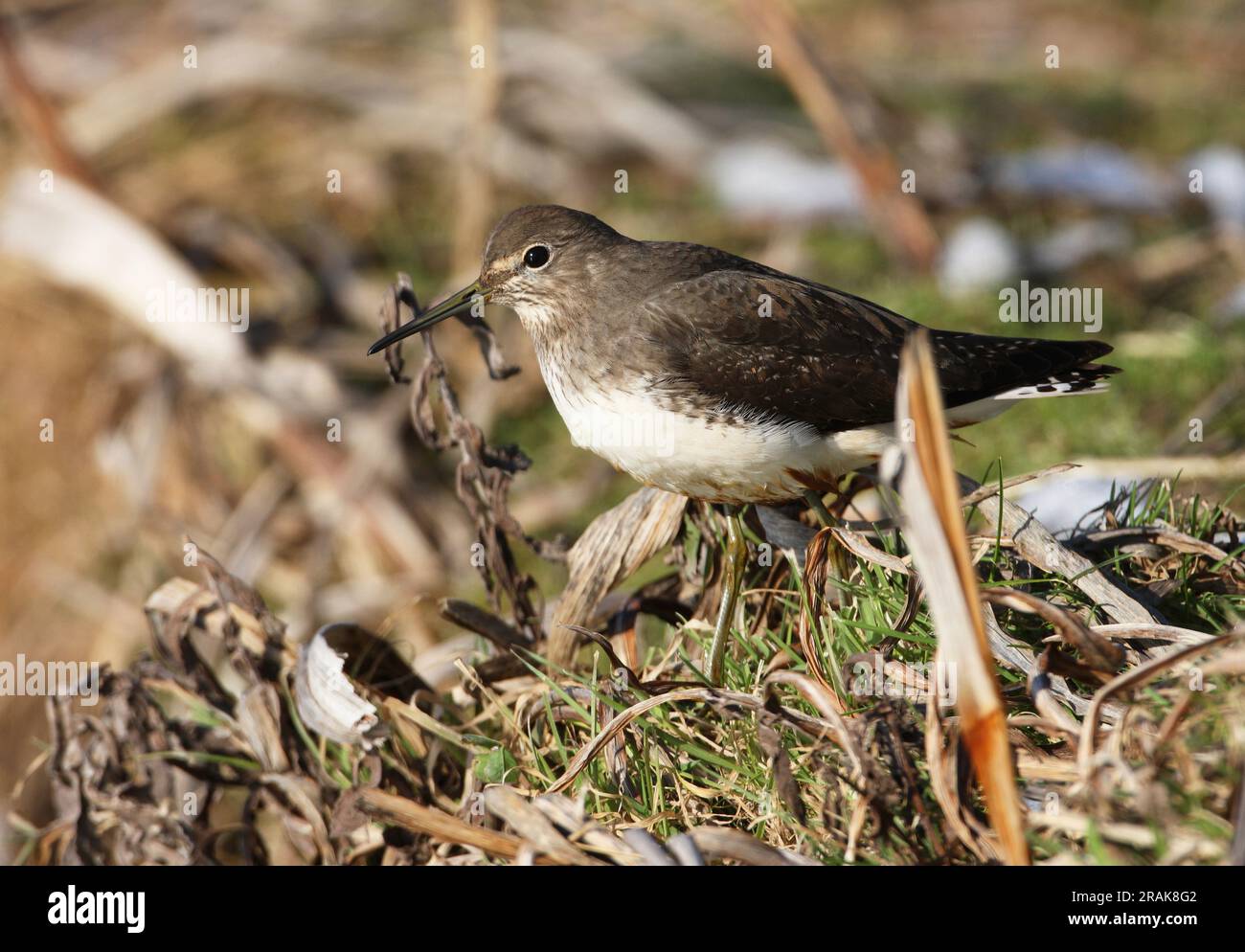 Green Sandpiper (Tringa ochropus) adult standing by frozen pond ...