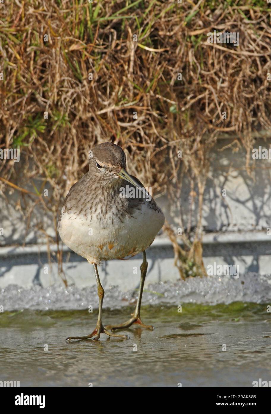 Green Sandpiper (Tringa ochropus) adult standing on frozen pond ...