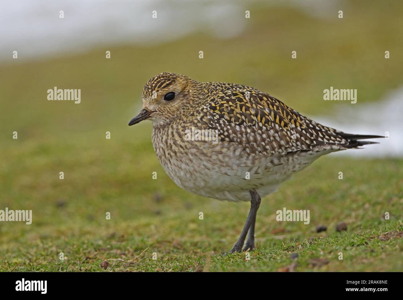 Golden plover uk winter field hi-res stock photography and images - Alamy