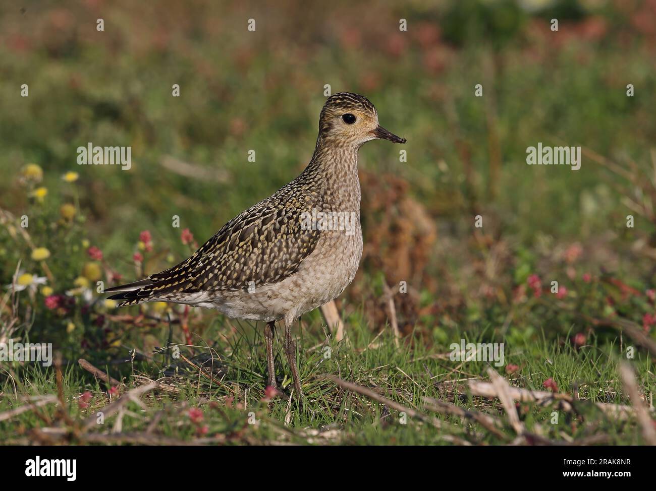 European Golden Plover (Pluvialis apricaria) first winter standing in ...